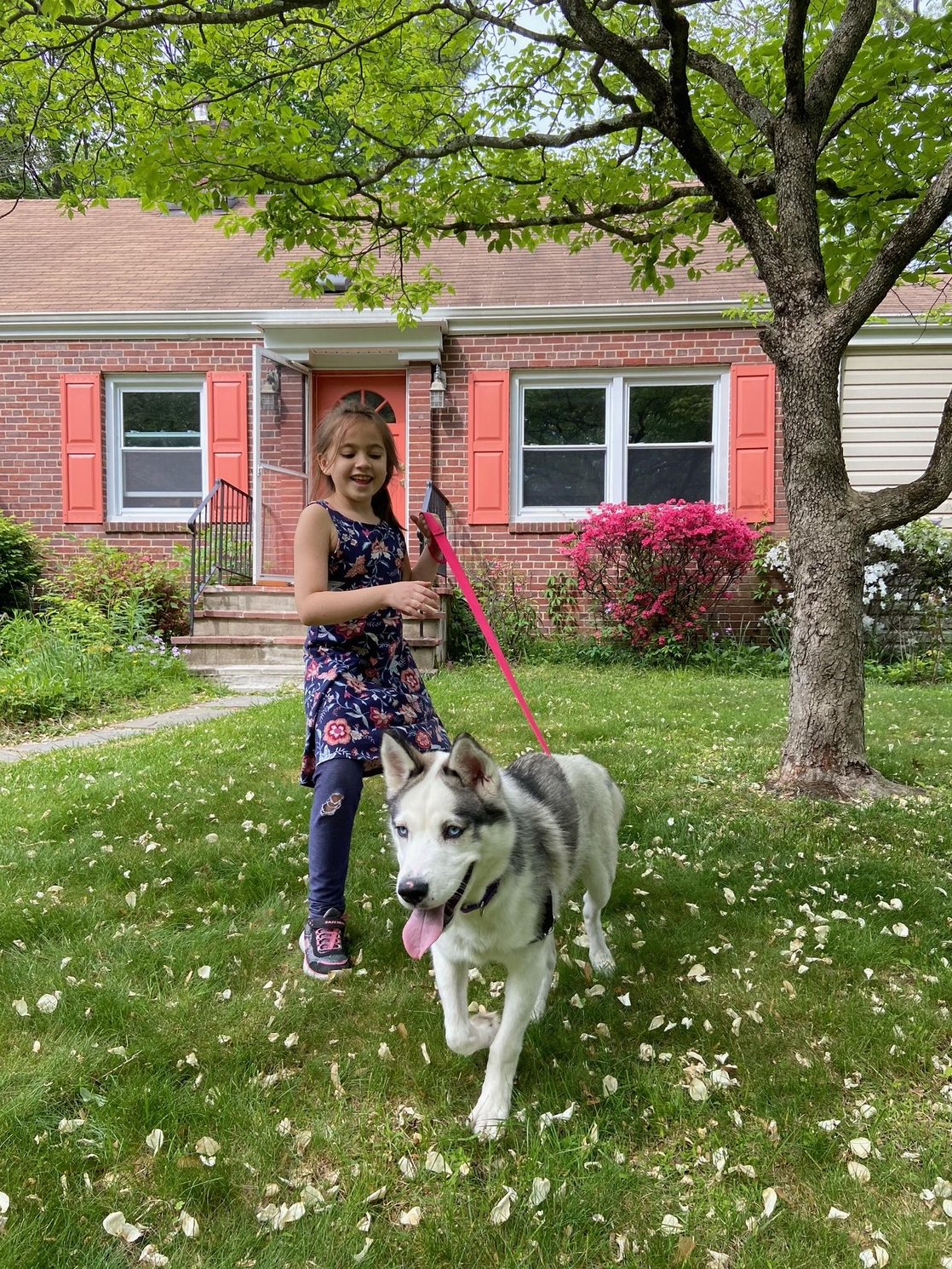 Abby – Animal Haven